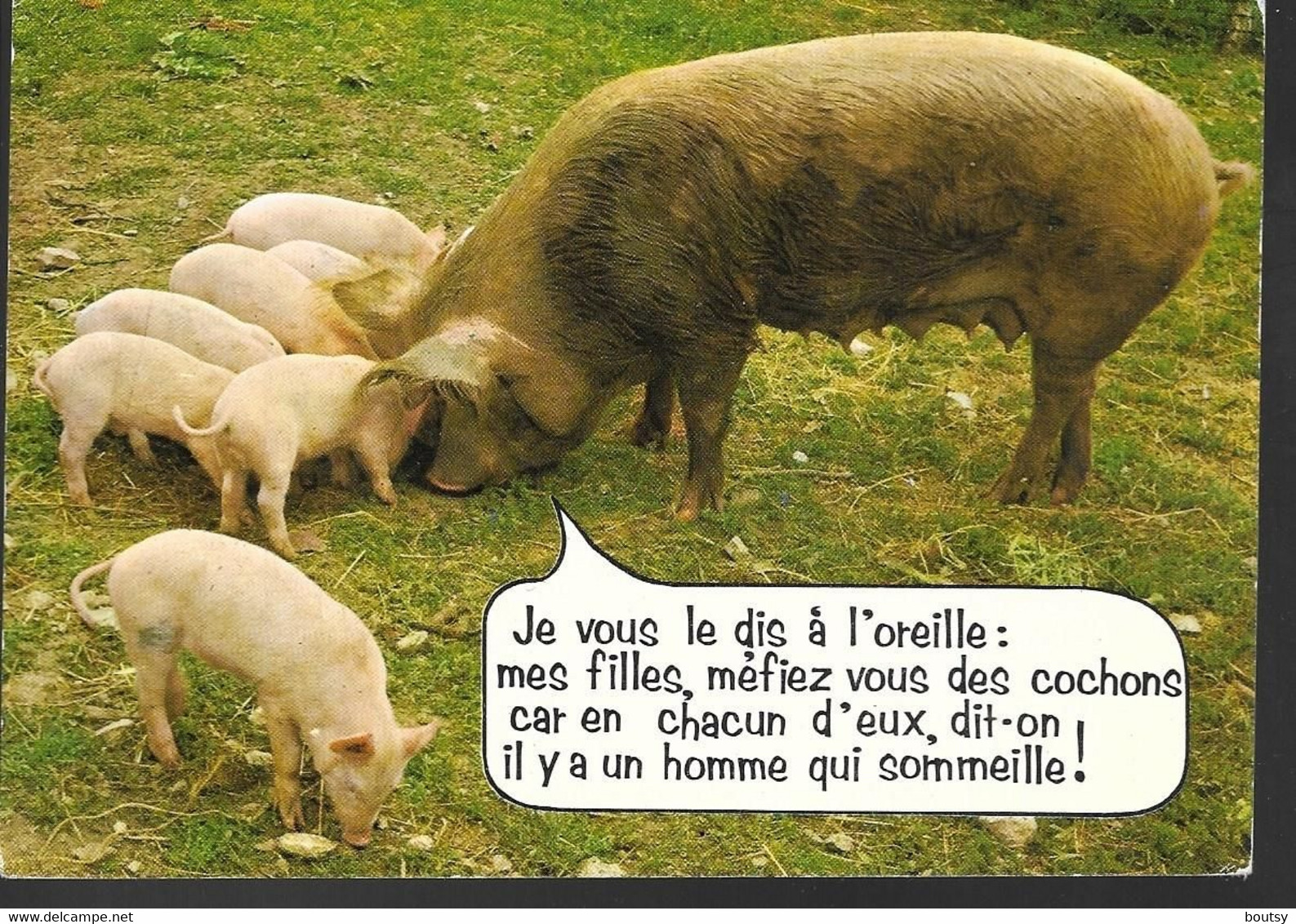 Humour - Cochon