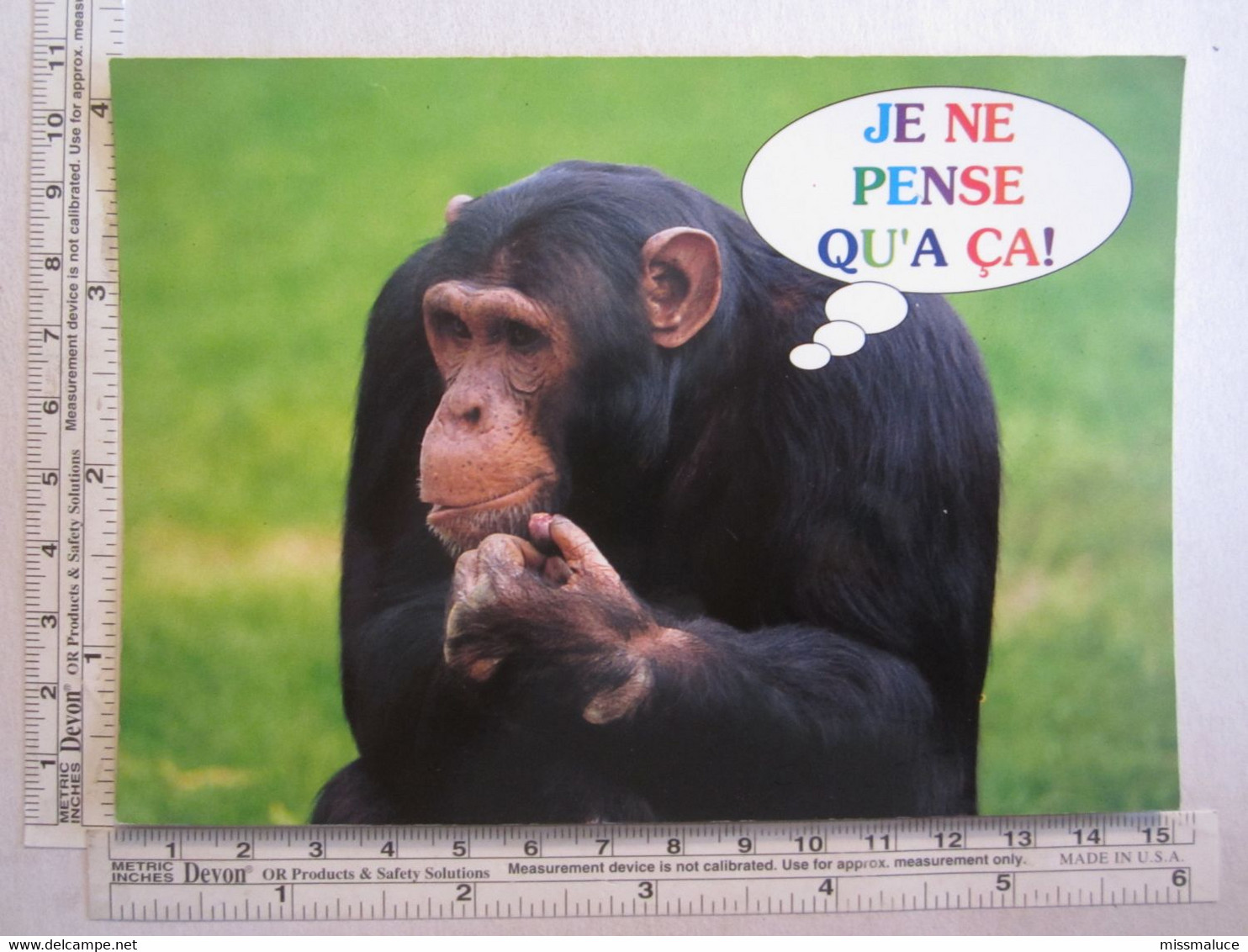 Humour - Humour humoristique singe je ne pense qu'à ça