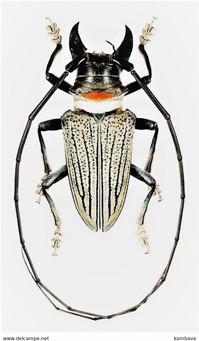 Autres & non classés - TRES RARE - de REUNION - Sternotomis thomsoni ...